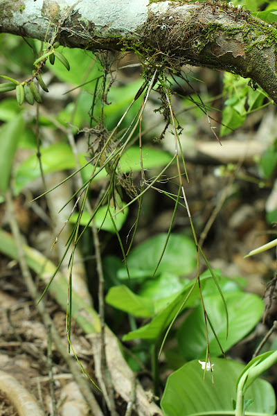 orchid | Project Noah