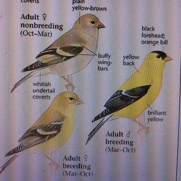 American Goldfinch | Project Noah