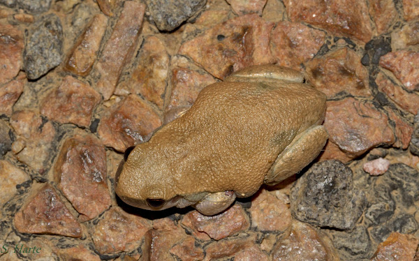 Desert Tree Frog | Project Noah