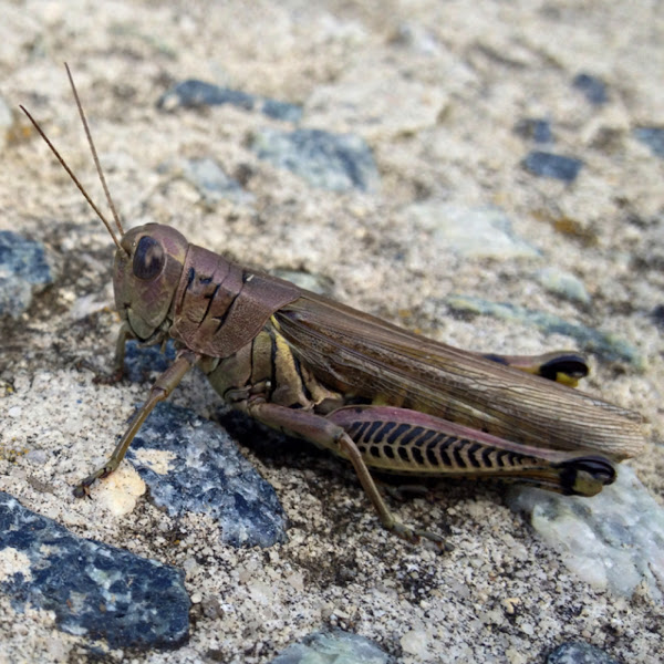 Differential Grasshopper | Project Noah
