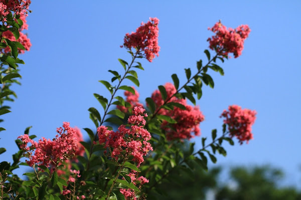 Crape Myrtle | Project Noah