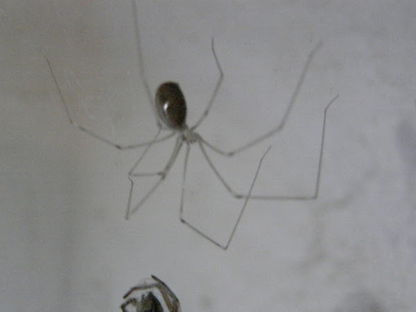 Cellar spider | Project Noah