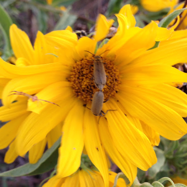 Camphor weed/Golden aster | Project Noah