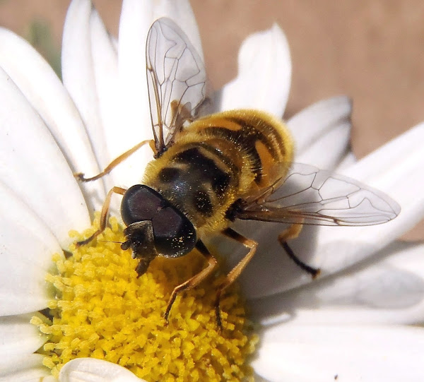 Mosca/abeja, drone fly | Project Noah