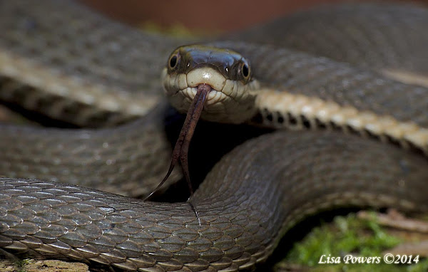 Queensnake | Project Noah