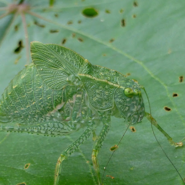 Katydid | Project Noah