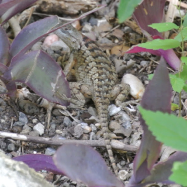 Texas Spiny Lizard | Project Noah