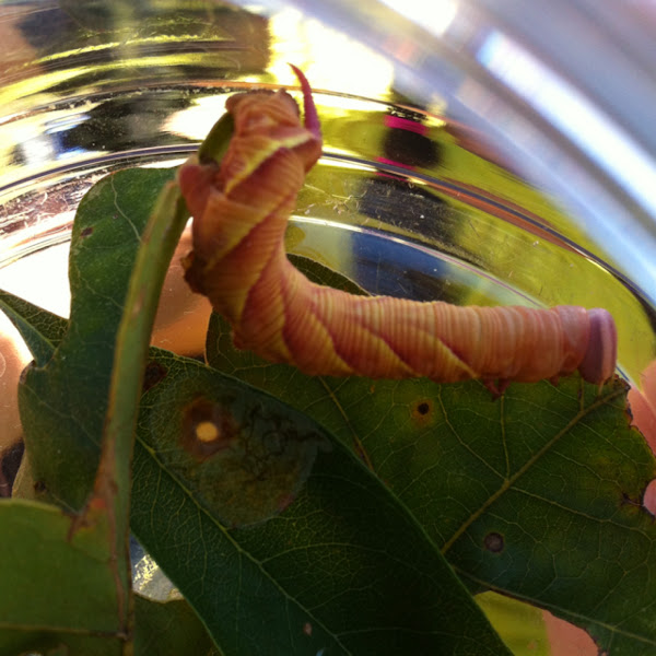 Great Ash Sphinx Caterpillar (Horn worm) | Project Noah