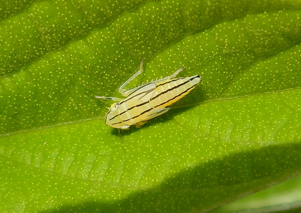 Leafhopper nymph | Project Noah