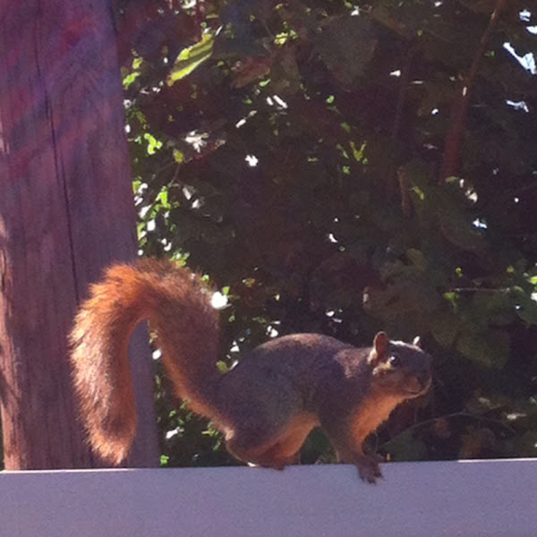 Eastern Fox Squirrel | Project Noah
