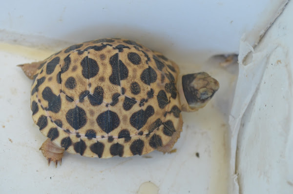 radiated tortoise | Project Noah