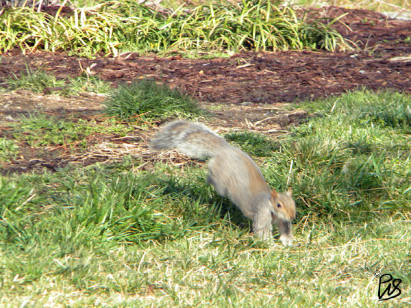Eastern Grey Squirrel | Project Noah