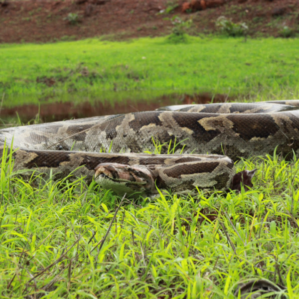 Indian Rock Python | Project Noah