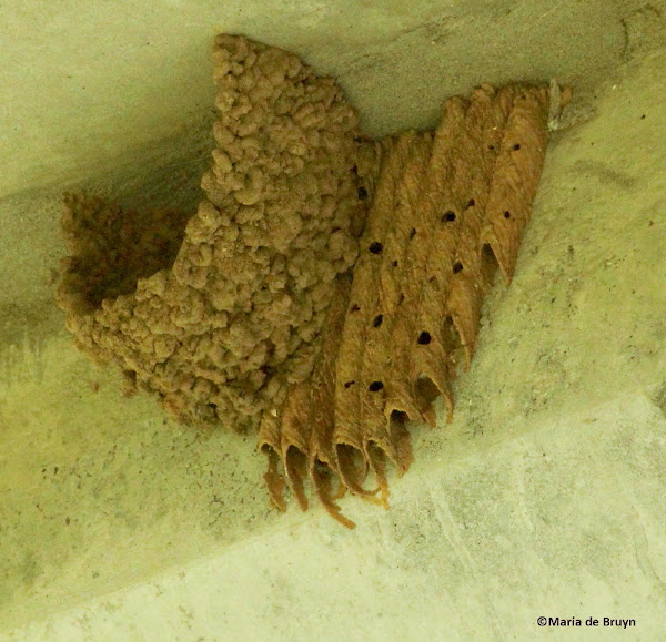 Cliff swallow nest | Project Noah