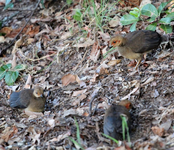 Baby Brush Turkeys | Project Noah