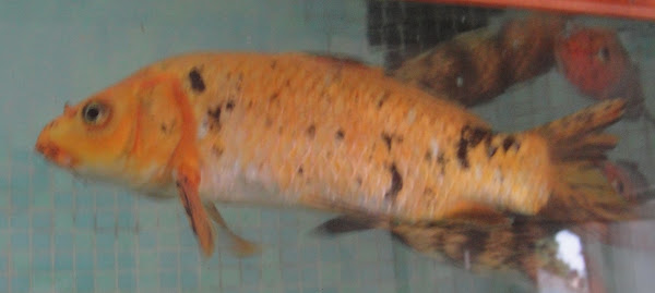 Koi-Carp | Project Noah