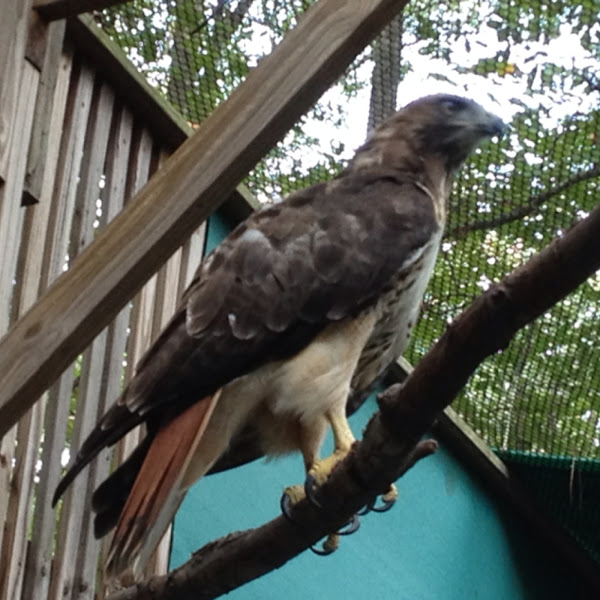 Red-tailed Hawks | Project Noah