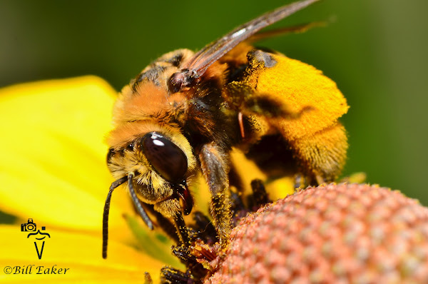 Bumble Bee | Project Noah