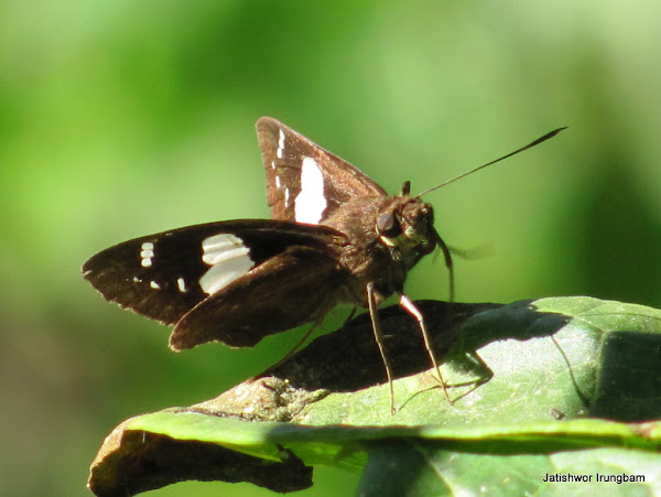 Restricted Demon (Skipper Butterfly) | Project Noah