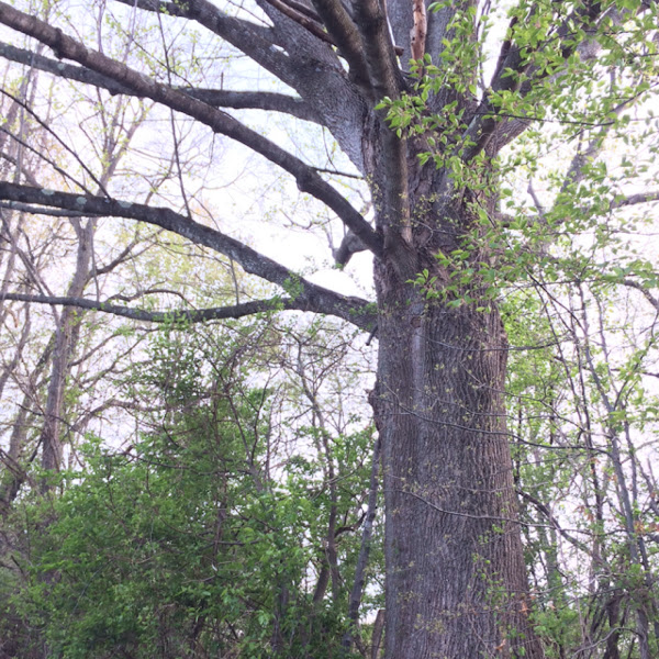 Oak Tree | Project Noah