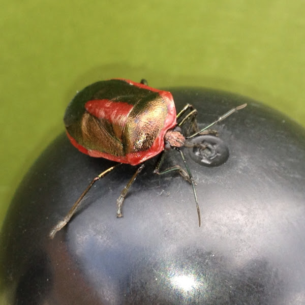Shieldbug/Stinkbug | Project Noah