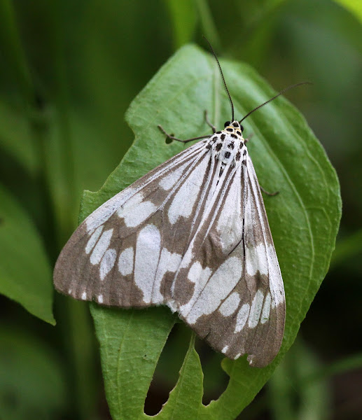 Marbled White Moth | Project Noah