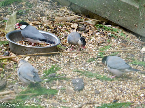 Java Sparrow | Project Noah