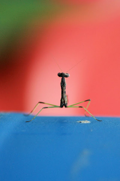 Carolina Mantis nymph | Project Noah