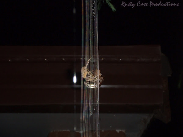 Garden Orb-weavers | Project Noah