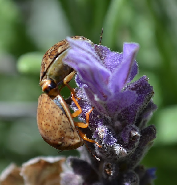 Pill Bug | Project Noah