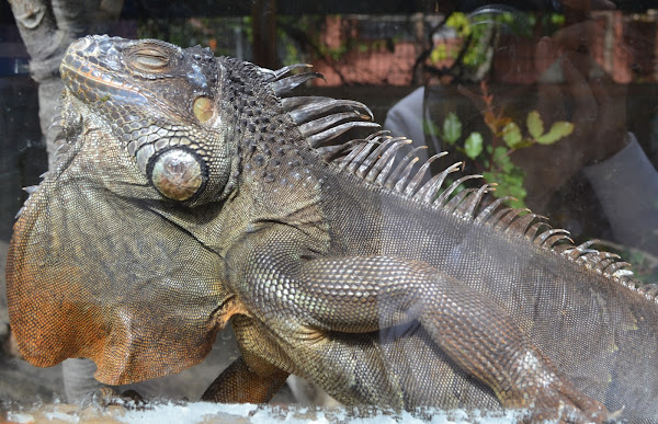 Green Iguana | Project Noah