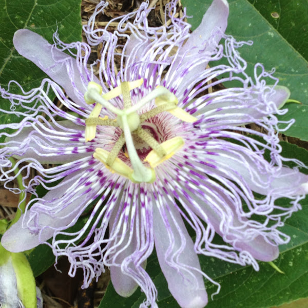 Passionflower | Project Noah