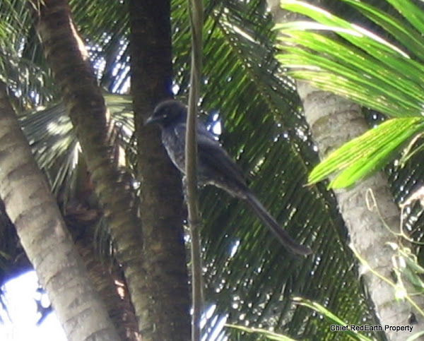 Black Drongo | Project Noah