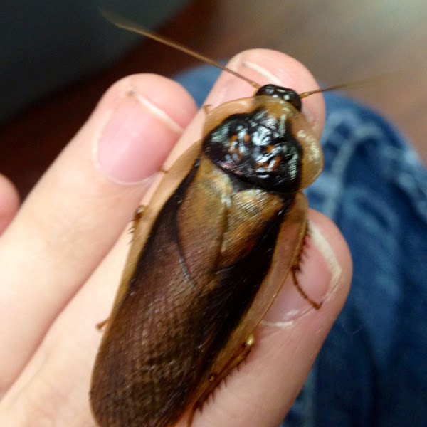 Dubia roach | Project Noah