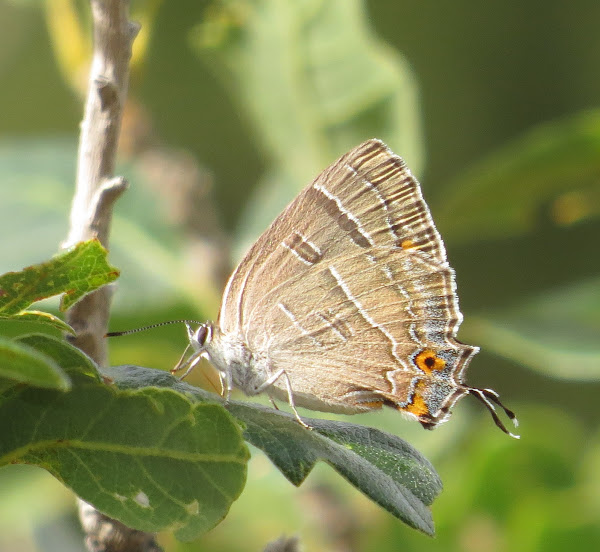 Colorado Hairstreak | Project Noah