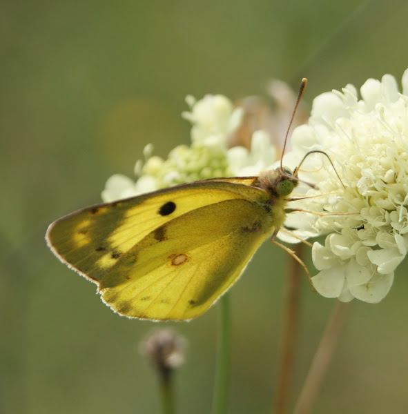 Clouded Yellow | Project Noah