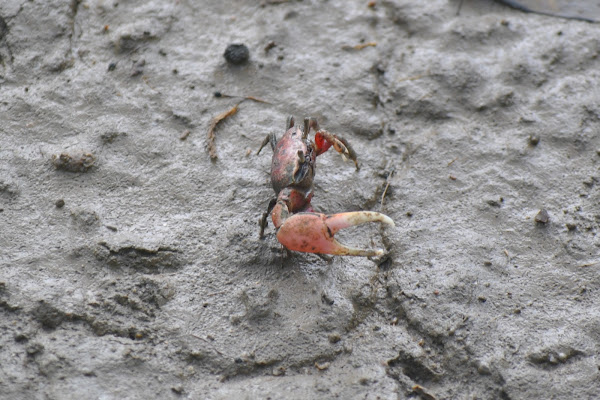 fiddler crab | Project Noah
