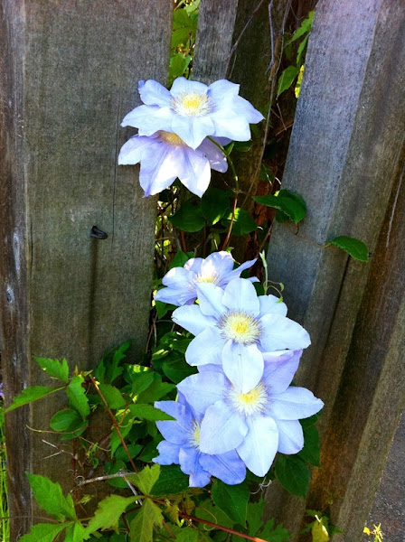 Clematis: White | Project Noah