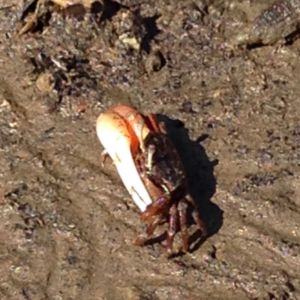 Fiddler Crab | Project Noah