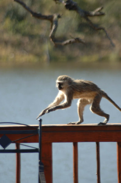 Vervet Monkey | Project Noah