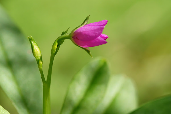 Waterleaf, Broad Leaf Ginseng or Philippine Spinach | Project Noah