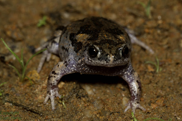 Littlejohn's Toadlet | Project Noah