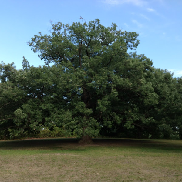 White Oak | Project Noah