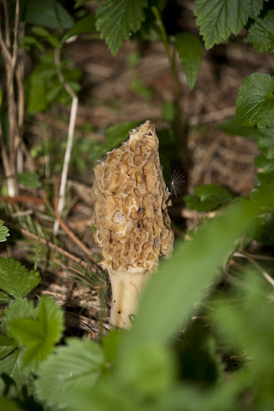 Morel Mushrooms | Project Noah
