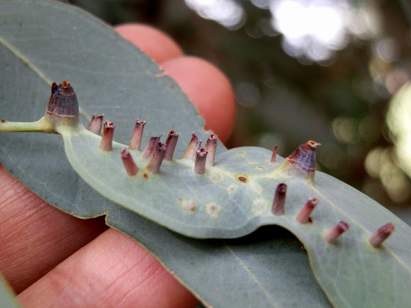 Psyllid galls - male & female | Project Noah