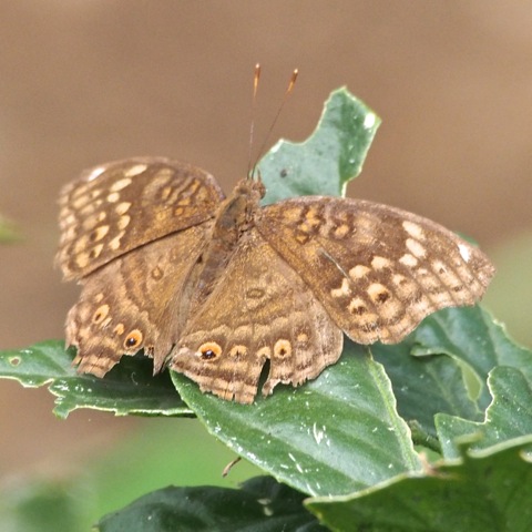 Golden Pansy | Project Noah