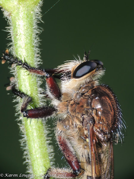 Giant robber fly | Project Noah