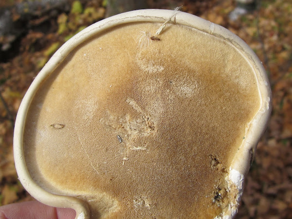 Birch Tinder Polypore | Project Noah