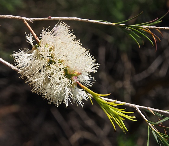 Swamp Paperbark | Project Noah