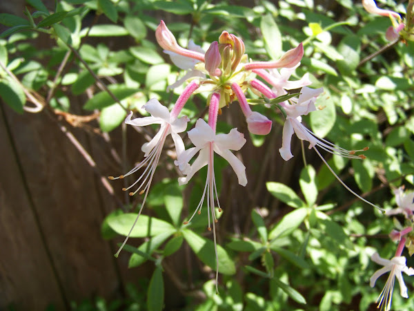 Native azalea | Project Noah